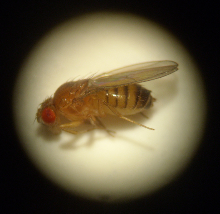 La drosophile au service de la science pour lutter contre des maladies ...