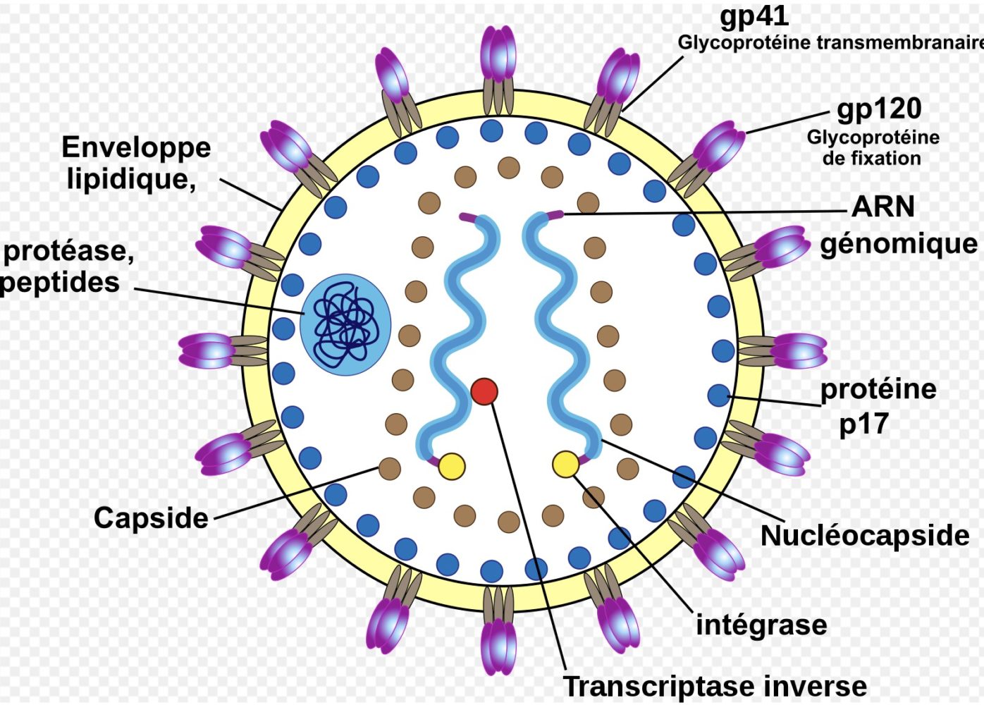 LE COVID 19 SERAIT UN VIRUS MANIPULÉ SELON LUC MONTAGNIER