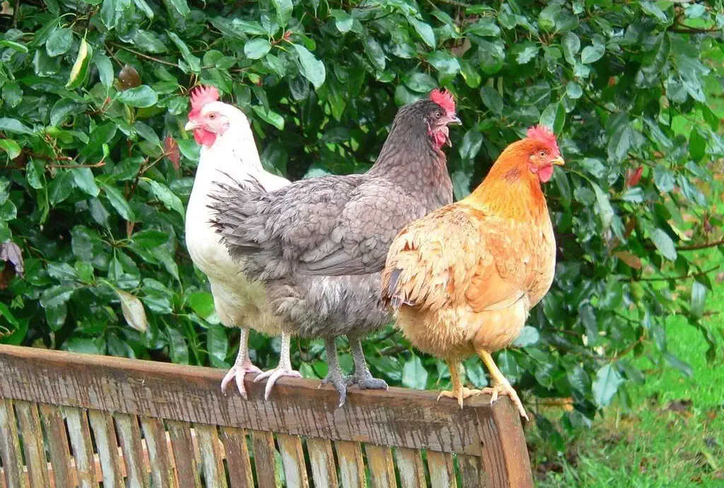 Sérent Morbihan. L’asso Les Caquetteuses propose ses poules de réforme