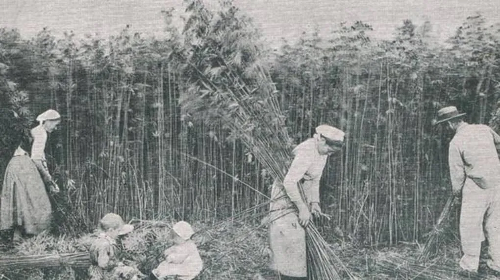 La culture du chanvre en Bretagne, qu’en est-il