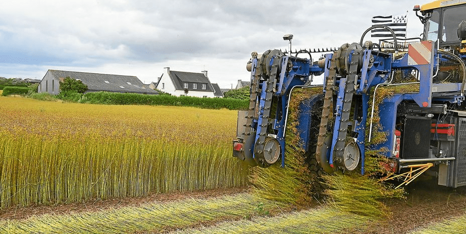 Finistère. Le retour du lin à Linfini dans le Pays de Morlaix ...