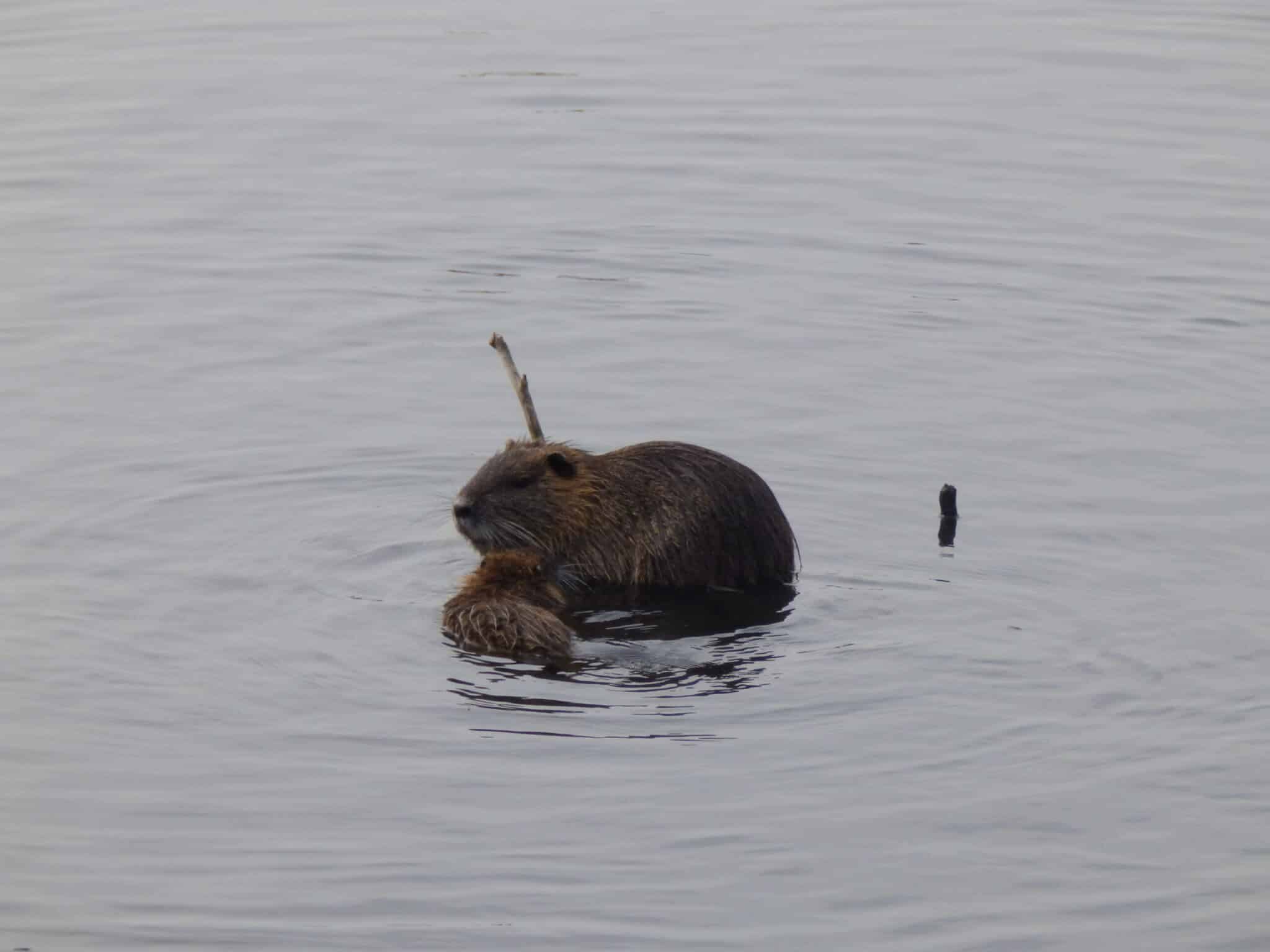 Balade à roulettes : Le parc de Majolan Blanquefort Gironde samedi 8 ...